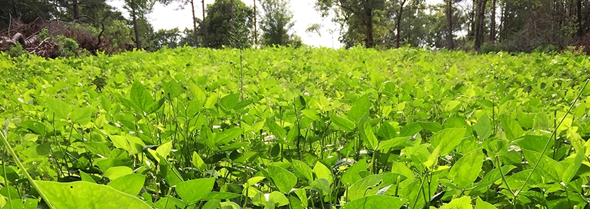 Biologic Spring Food Plots | What, When, and How | Mossy Oak Gamekeeper