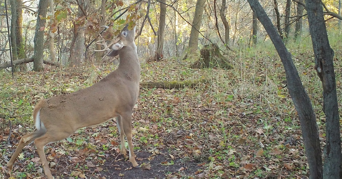 Creating Mock Scrapes for Deer Hunting | Mossy Oak Gamekeeper