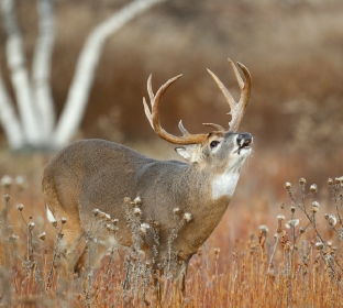 Understanding Whitetail Deer Senses | Mossy Oak Gamekeeper