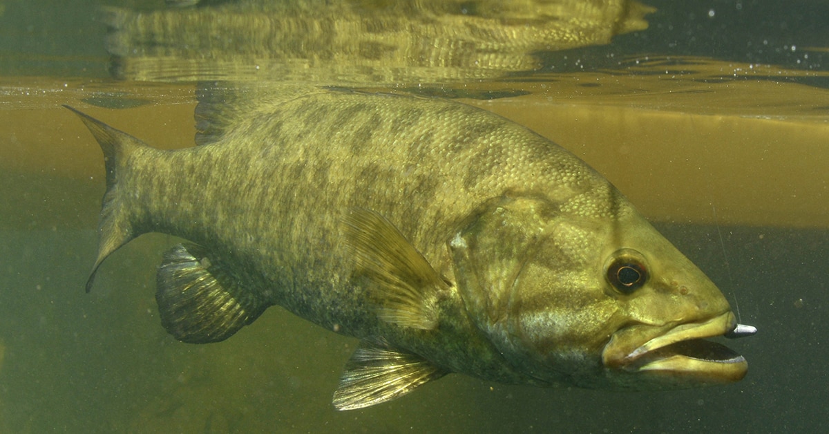 Smallmouth Bass: Are They Suited For Your Pond? | Mossy Oak Gamekeeper