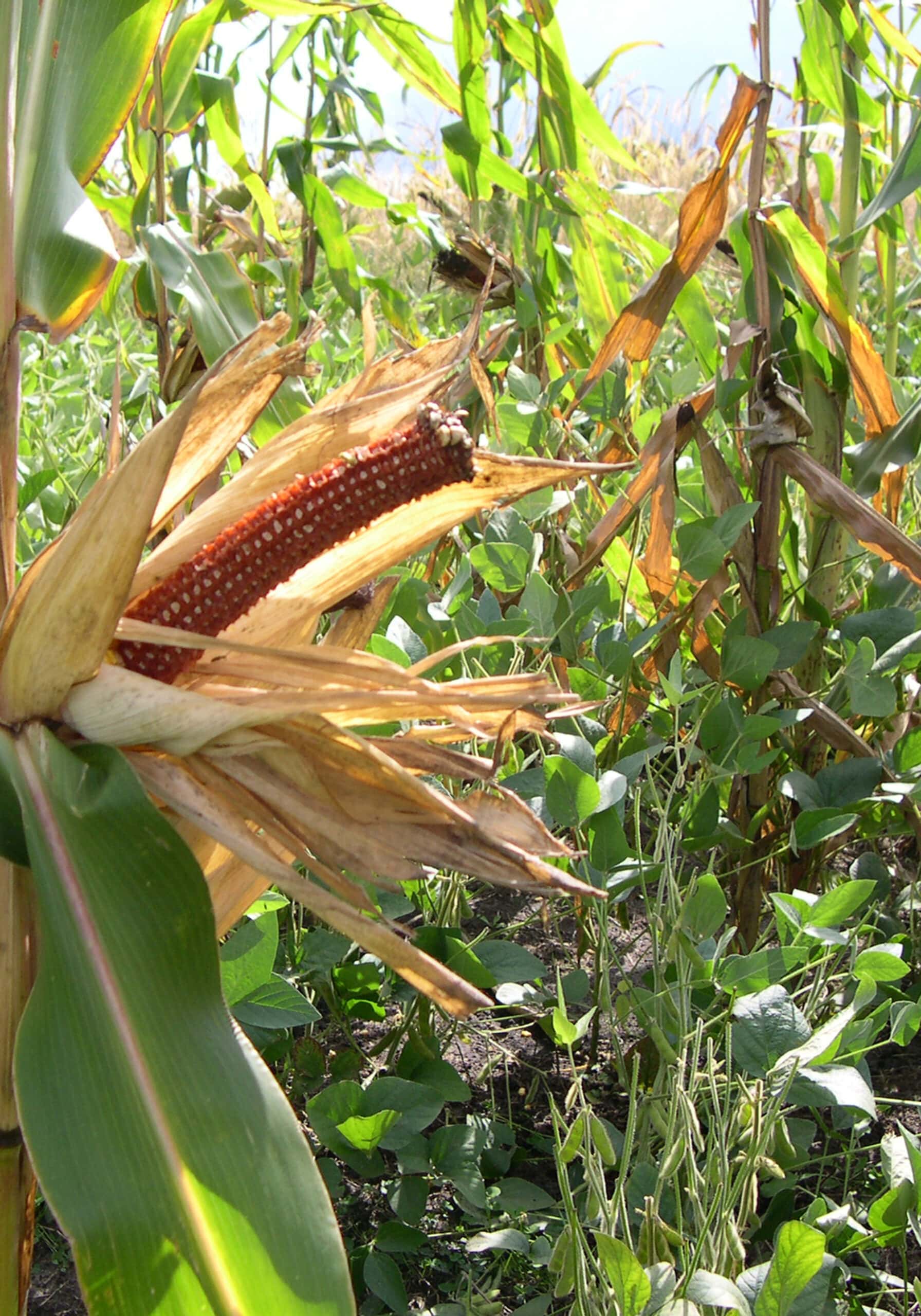Broadcasting Corn in Your Food Plot | Mossy Oak Gamekeeper