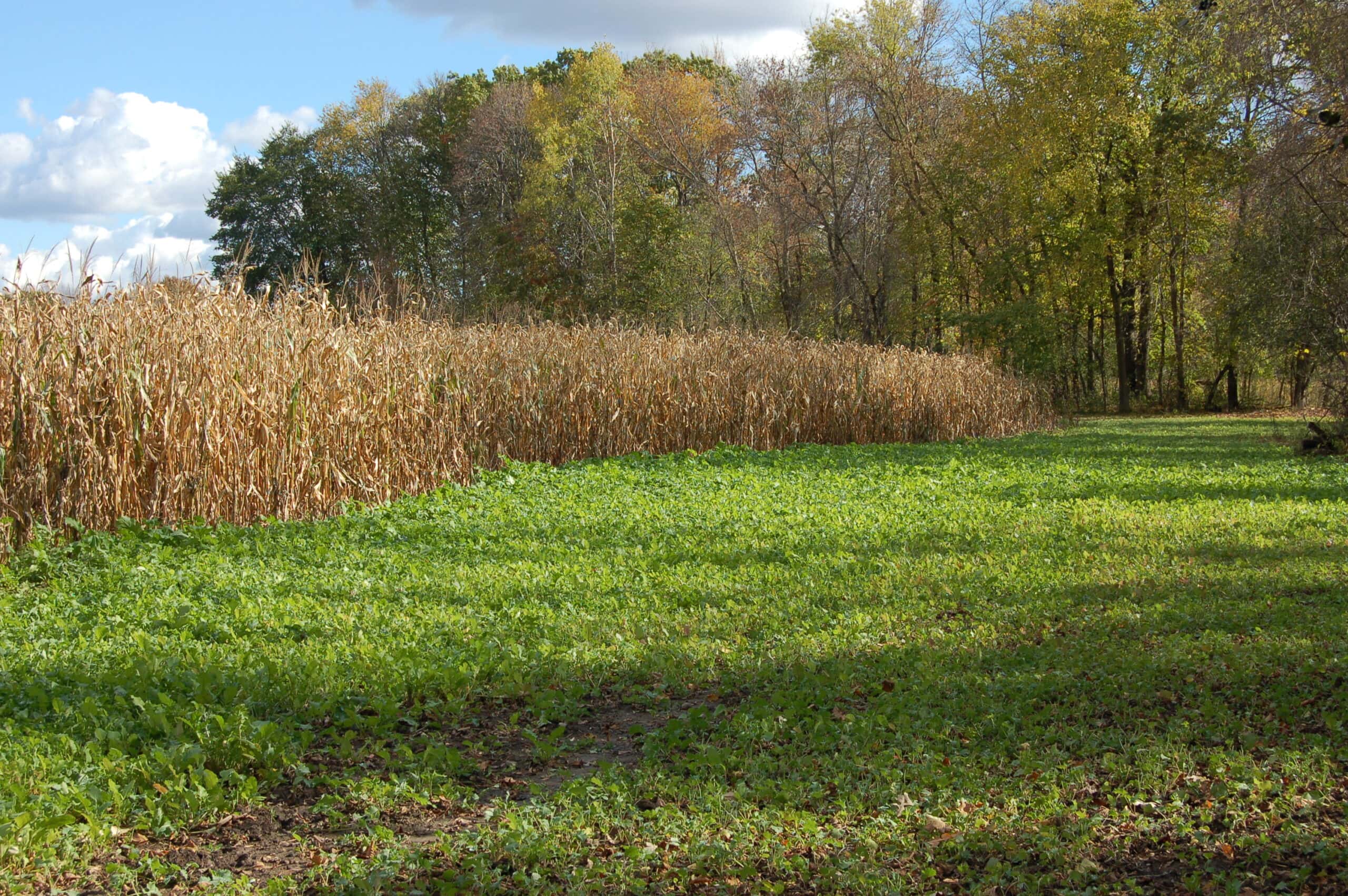 Broadcasting Corn in Your Food Plot | Mossy Oak Gamekeeper