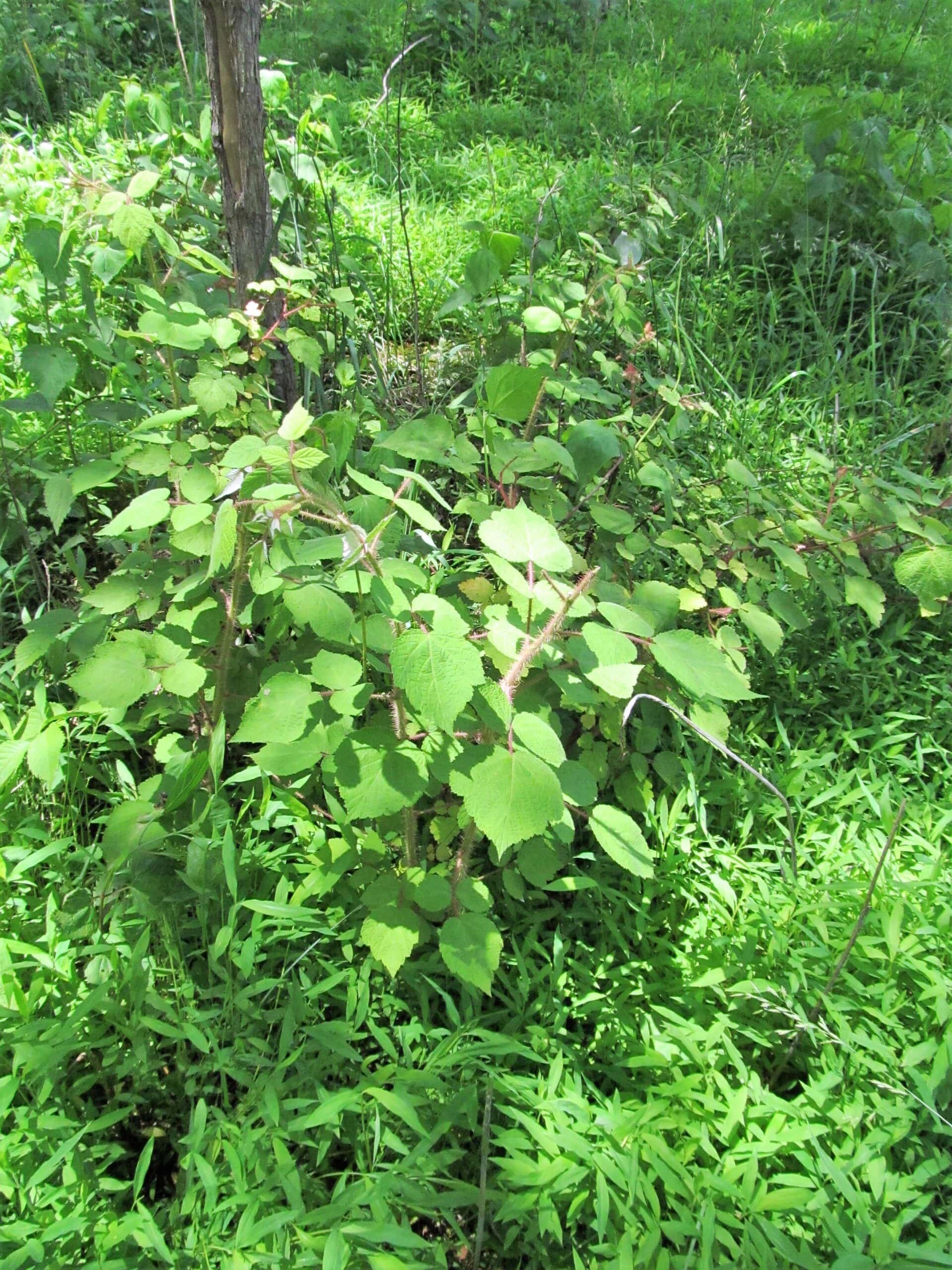 25 Ways To Improve Your Hunting Land | Mossy Oak Gamekeeper