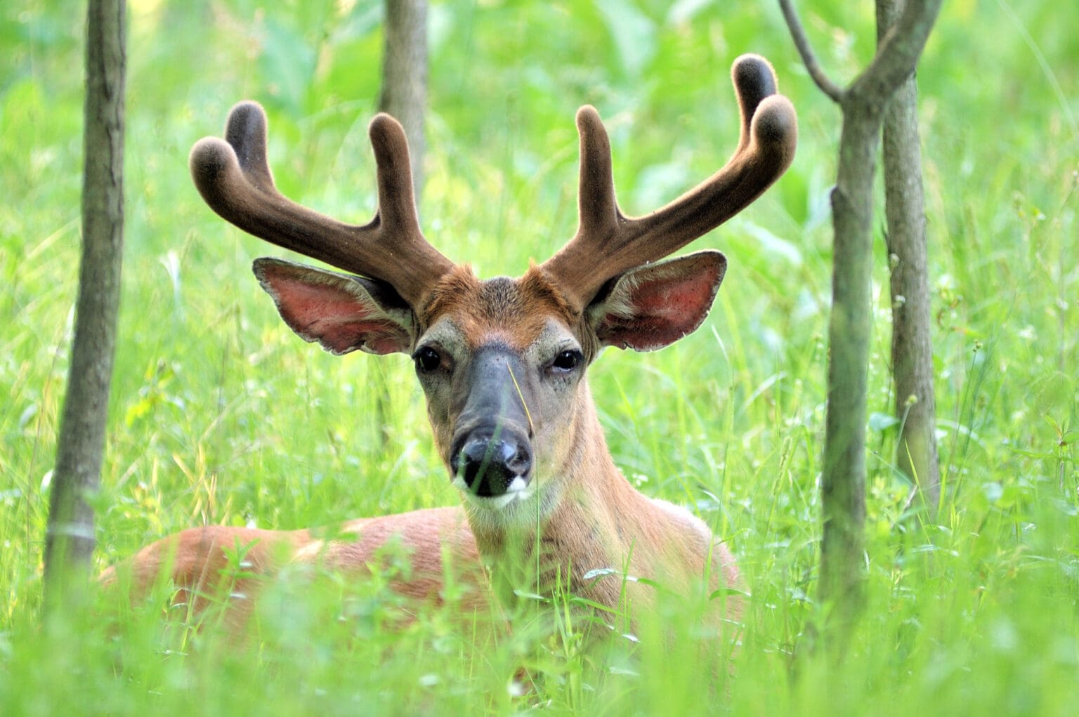 Minerals for Antler Growth: The Fascination with Growing Whitetail ...