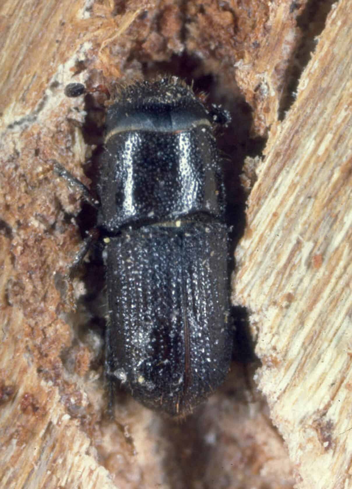 Pine Bark Beetles | Mossy Oak Gamekeeper