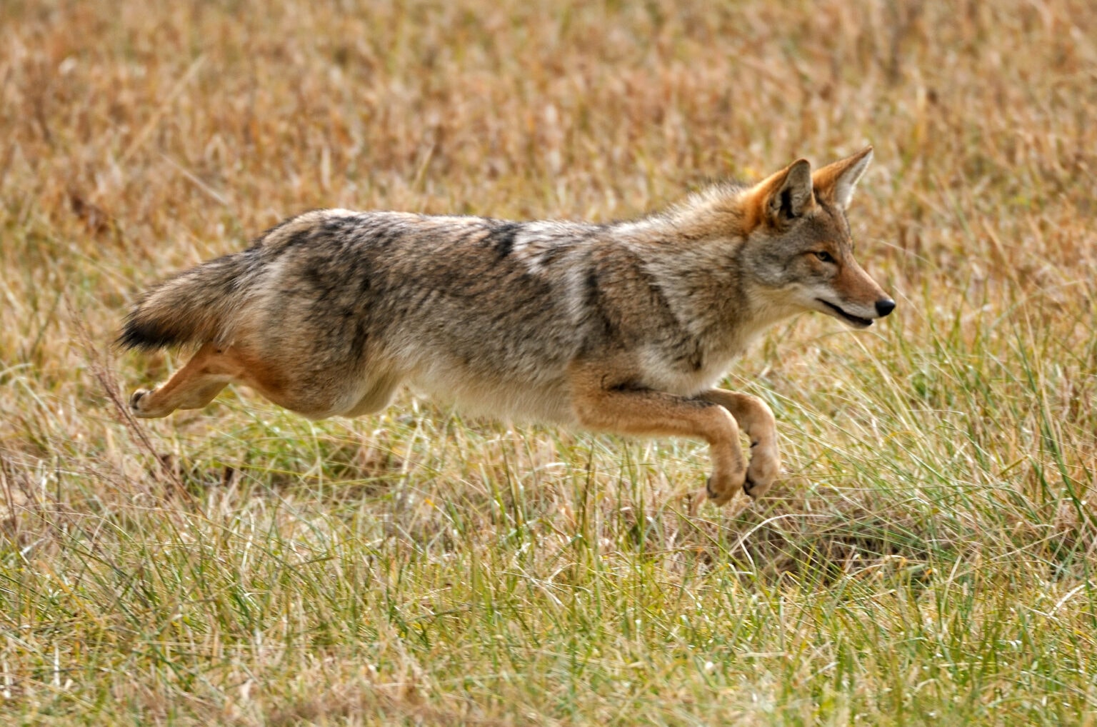 Species Profile: Coyote | Mossy Oak Gamekeeper