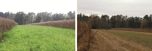Creating a Reliable Dove Field | Mossy Oak Gamekeeper