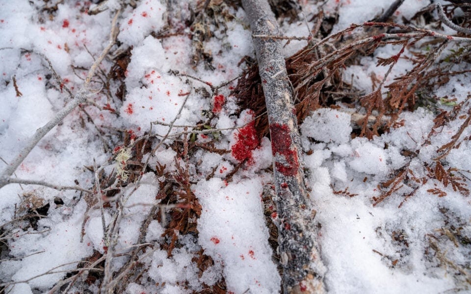 Tracking A Wounded Deer | Mossy Oak Gamekeeper