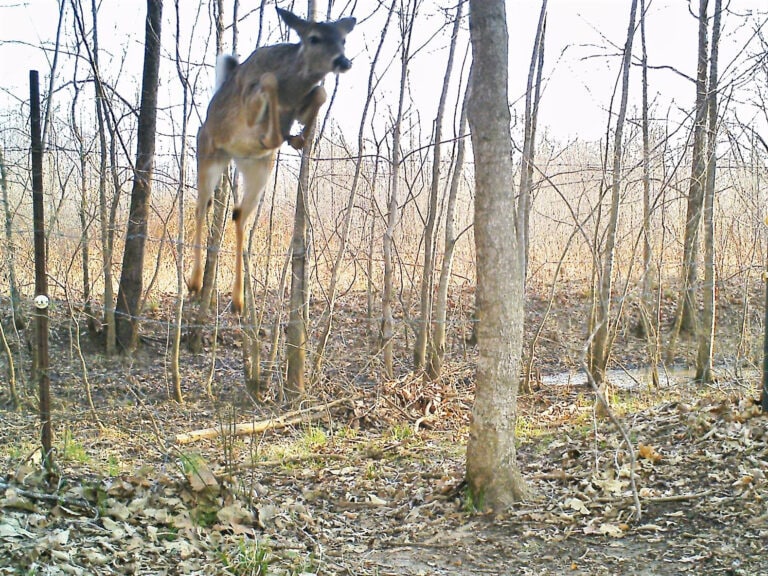 Trail Camera Basics: It's Up To You | Mossy Oak Gamekeeper