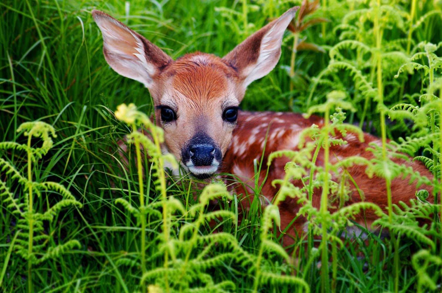 Improving a Fawn’s Survival Chances | Mossy Oak Gamekeeper