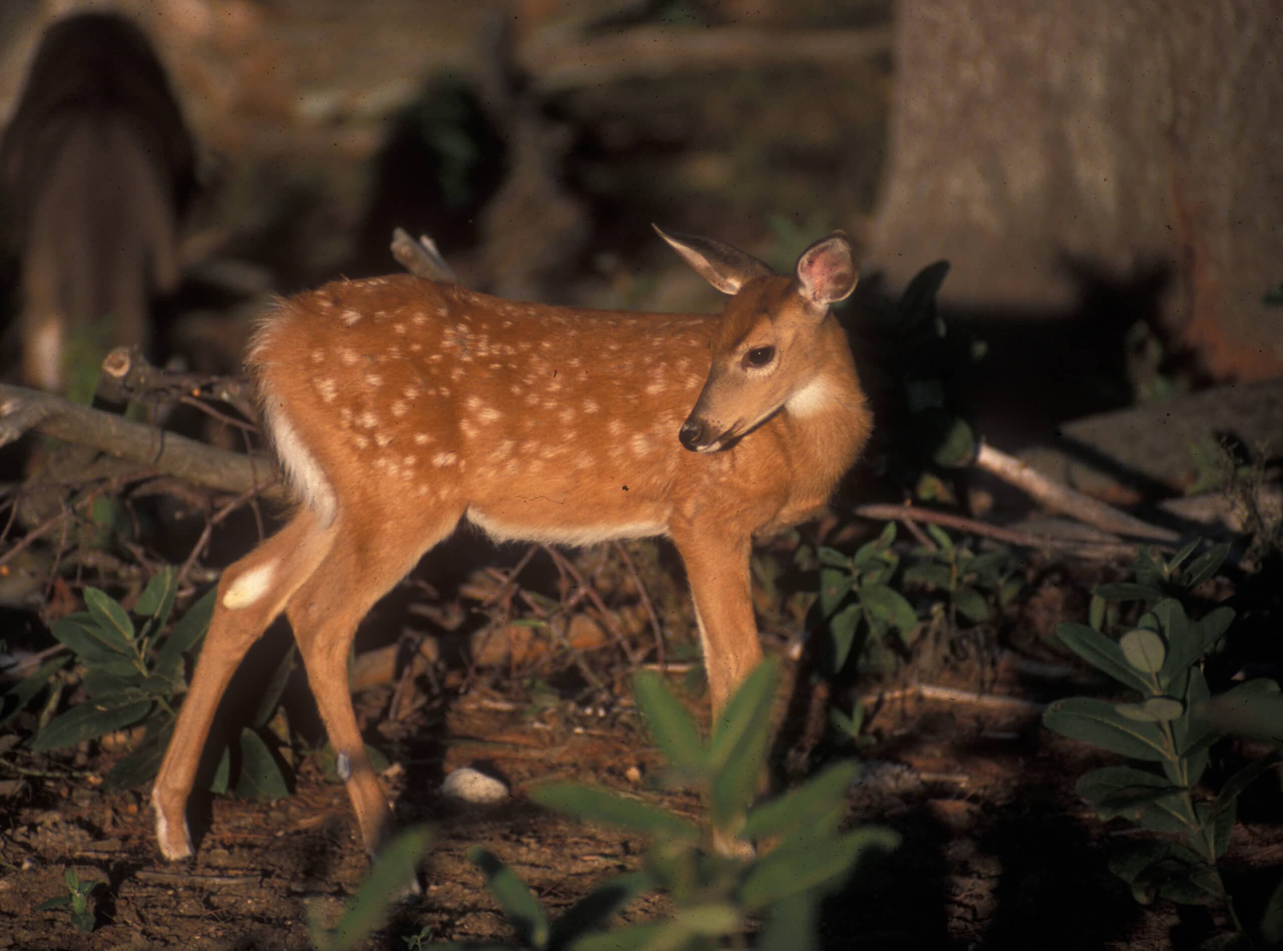 Improving a Fawn’s Survival Chances | Mossy Oak Gamekeeper