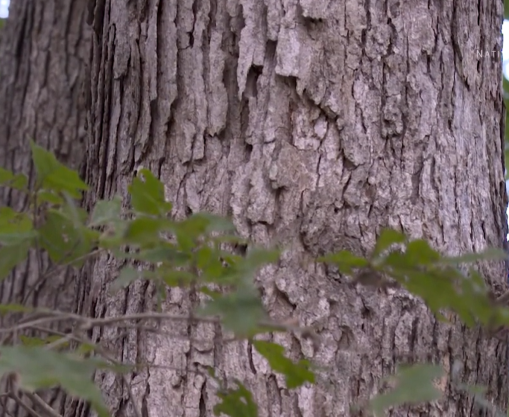 White Oak (Quercus alba) | Mossy Oak Gamekeeper