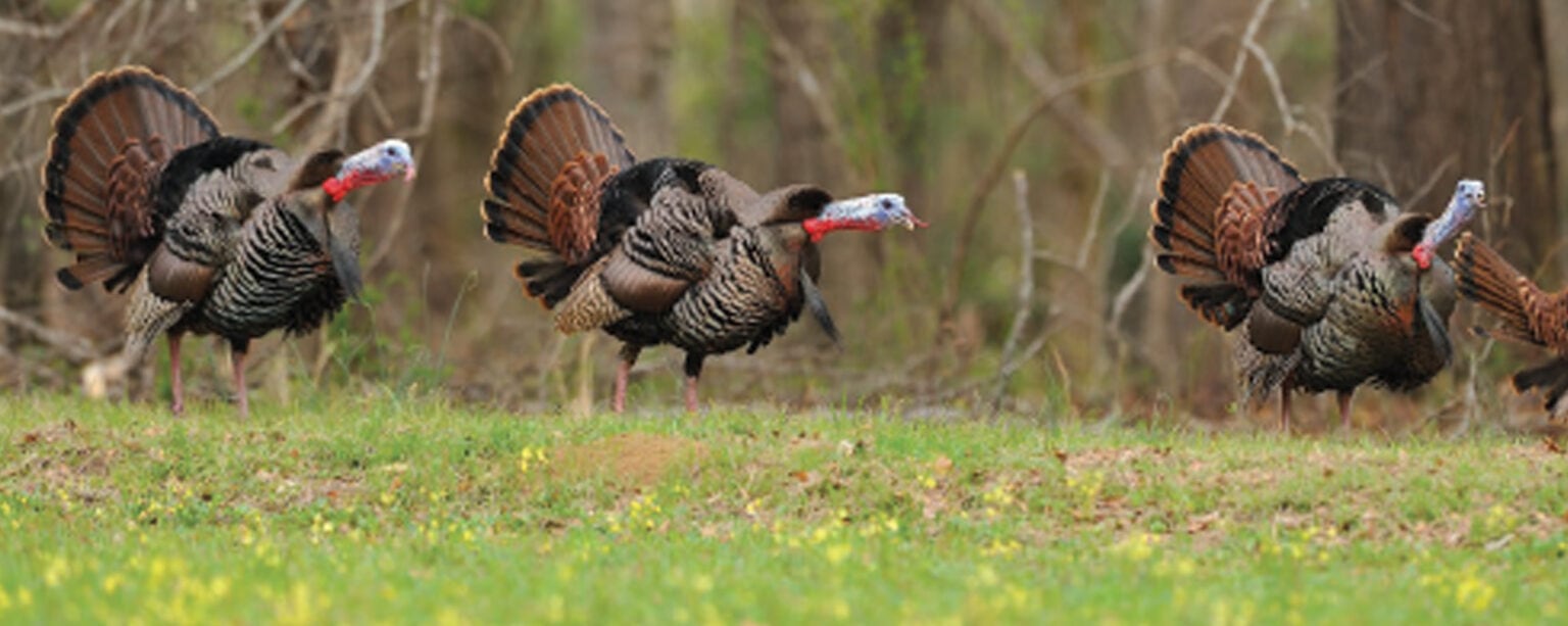 Turkey Sounds: How & When To Use Them | Mossy Oak Gamekeeper