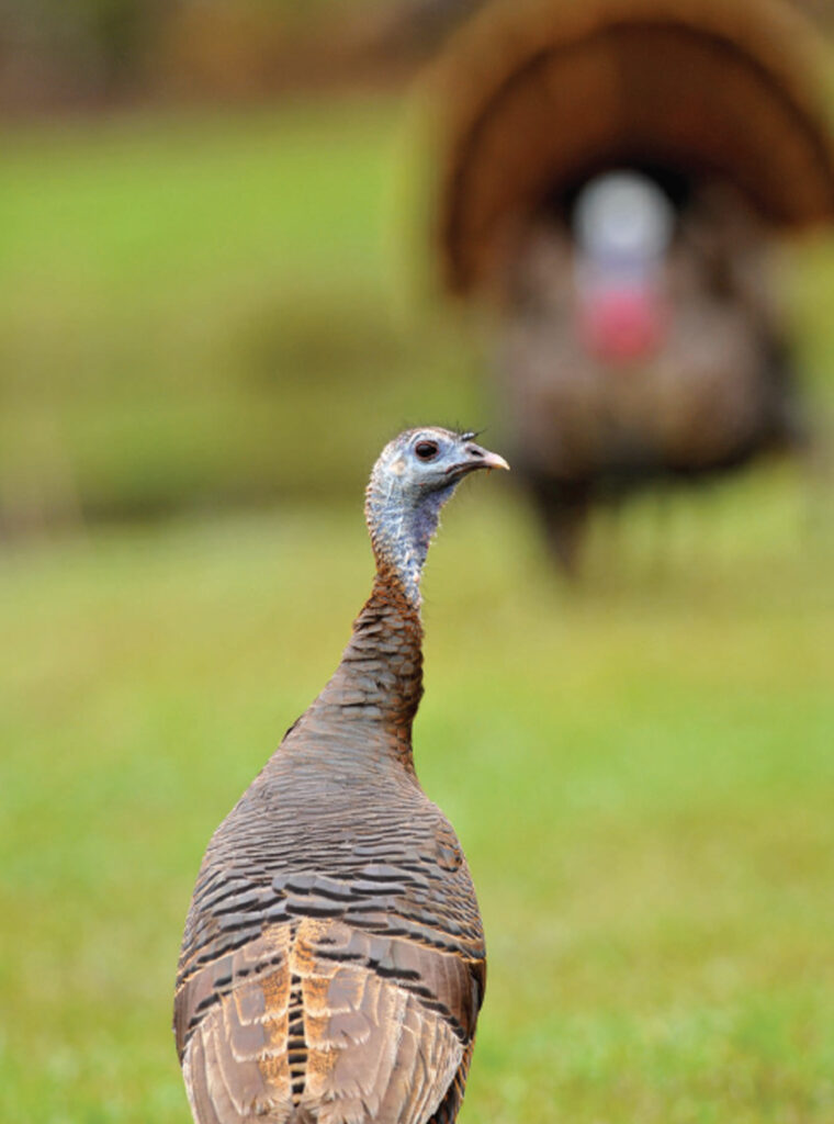 Turkey Sounds: How & When To Use Them | Mossy Oak Gamekeeper