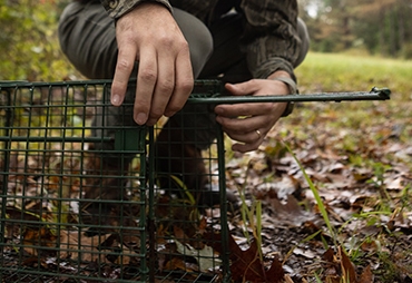 Trapping Tips & Techniques | Mossy Oak Gamekeeper