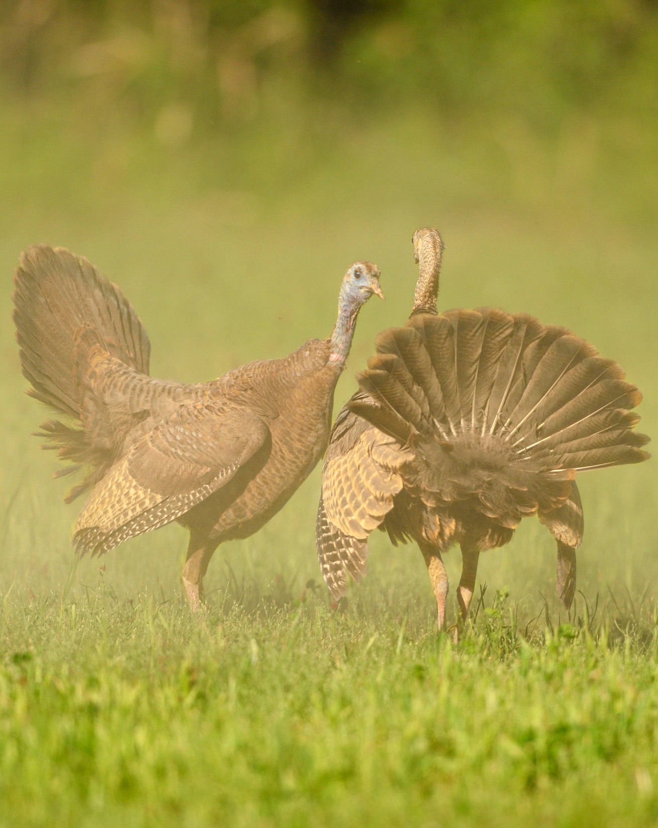 Wild Turkeys Winter to Spring Transition | Mossy Oak Gamekeeper