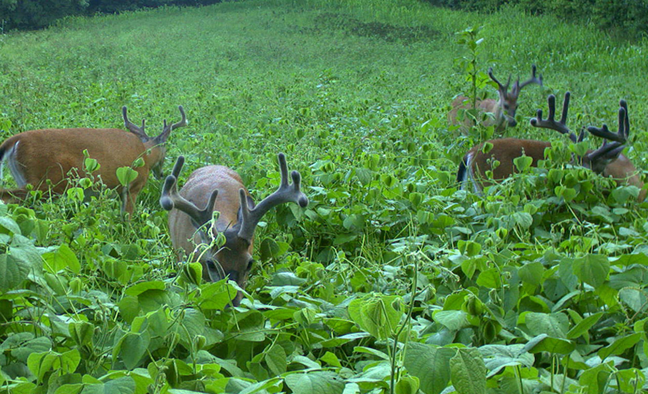 12 Food Plot Myths Debunked | Mossy Oak Gamekeeper