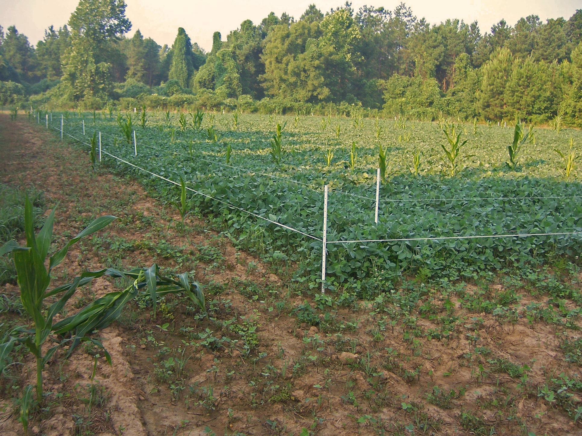 Q&A: How to Protect Over Browsed Food Plots | Mossy Oak Gamekeeper