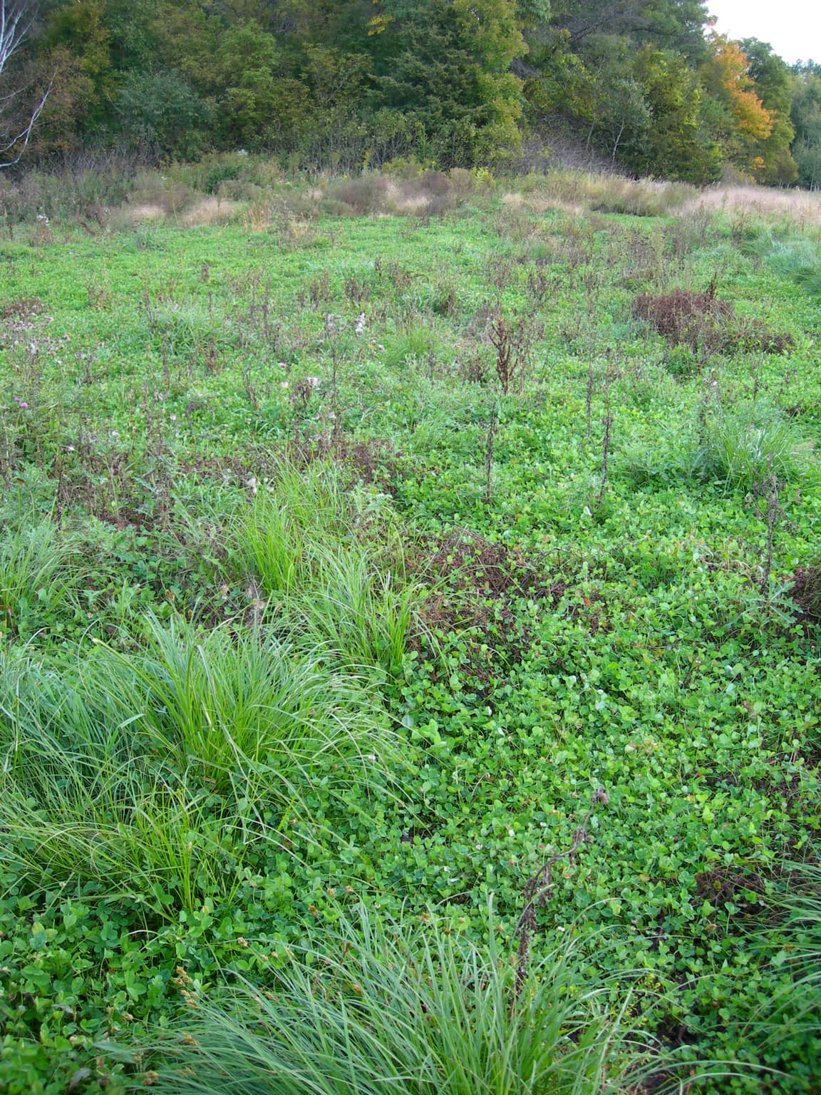 12 Food Plot Myths Debunked | Mossy Oak Gamekeeper
