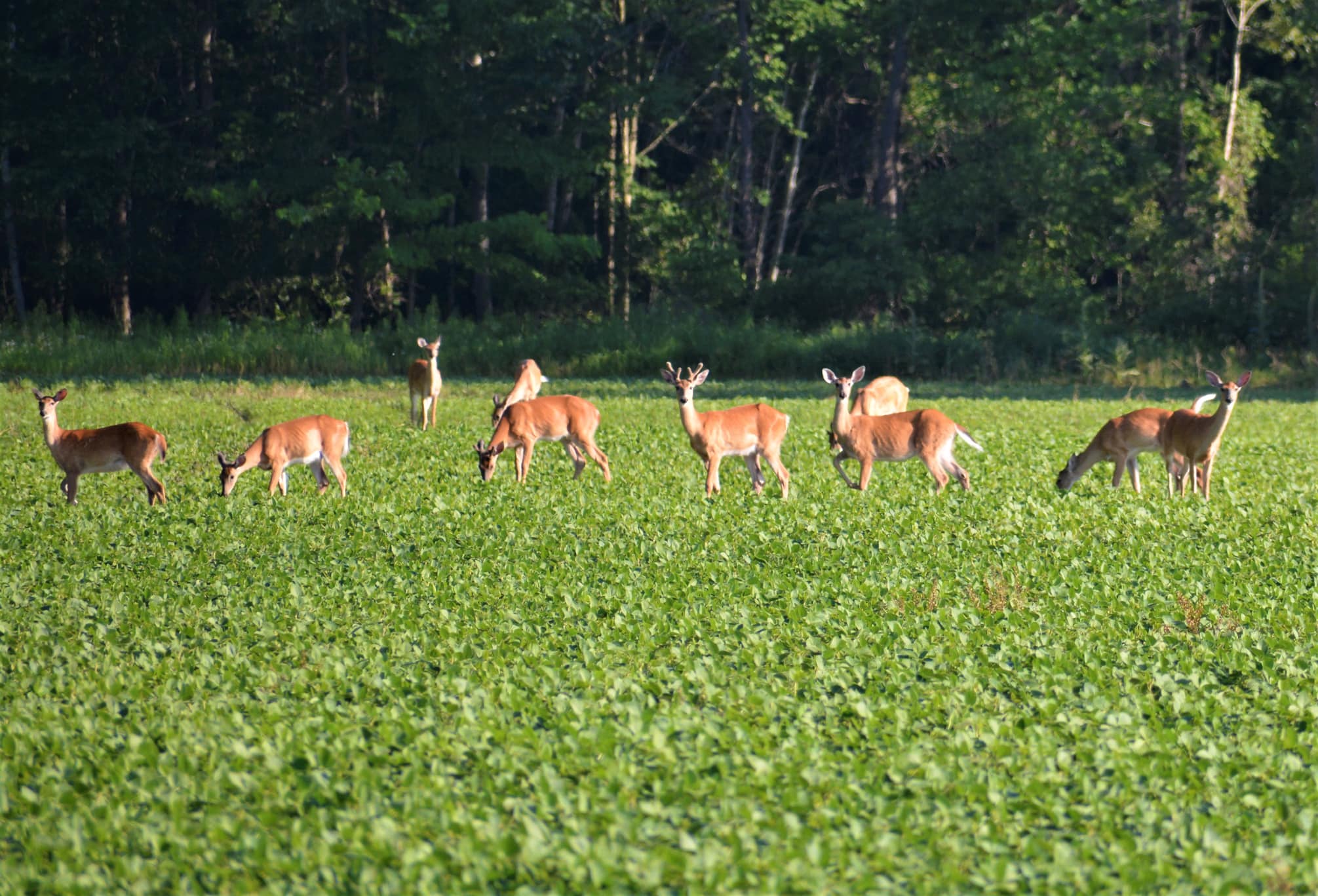 Managing Deer Herd Density | Mossy Oak Gamekeeper