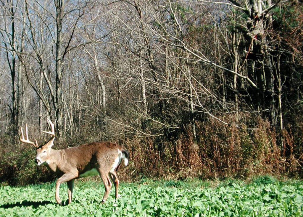 Using Treestands Safely | Mossy Oak Gamekeeper