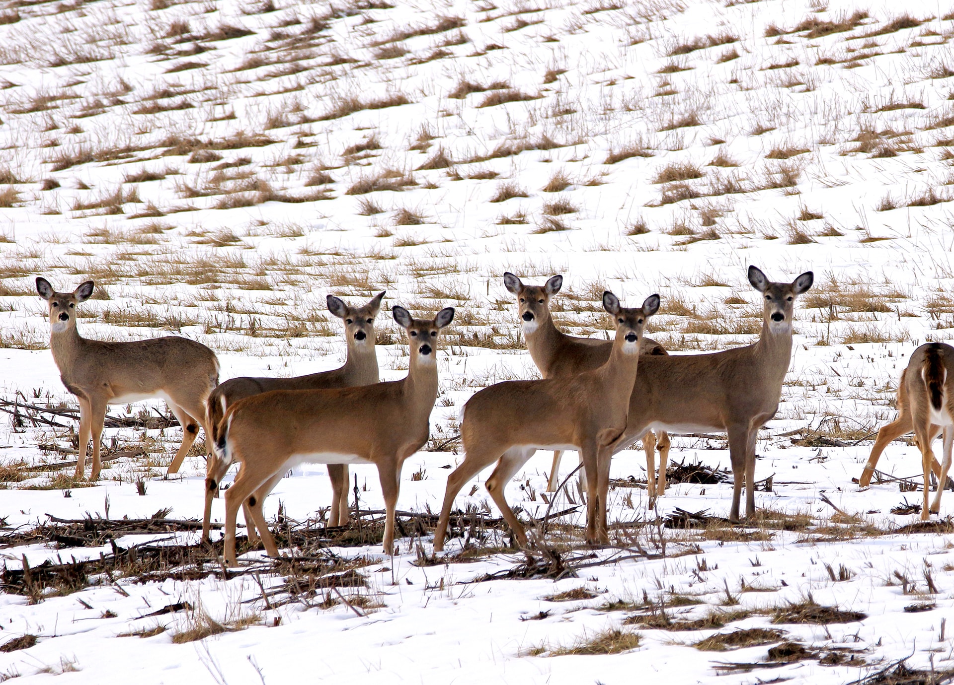 Wildlife Population Dynamics | Mossy Oak Gamekeeper