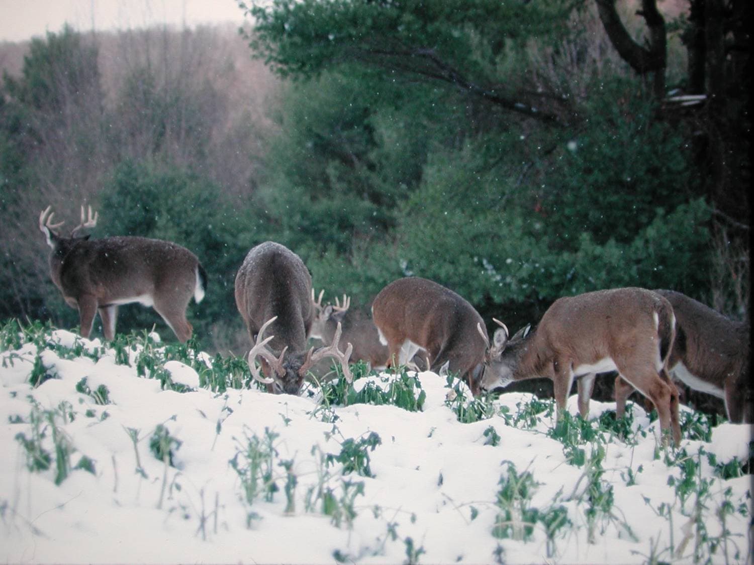 How Whitetails Survive Winter | Mossy Oak Gamekeeper