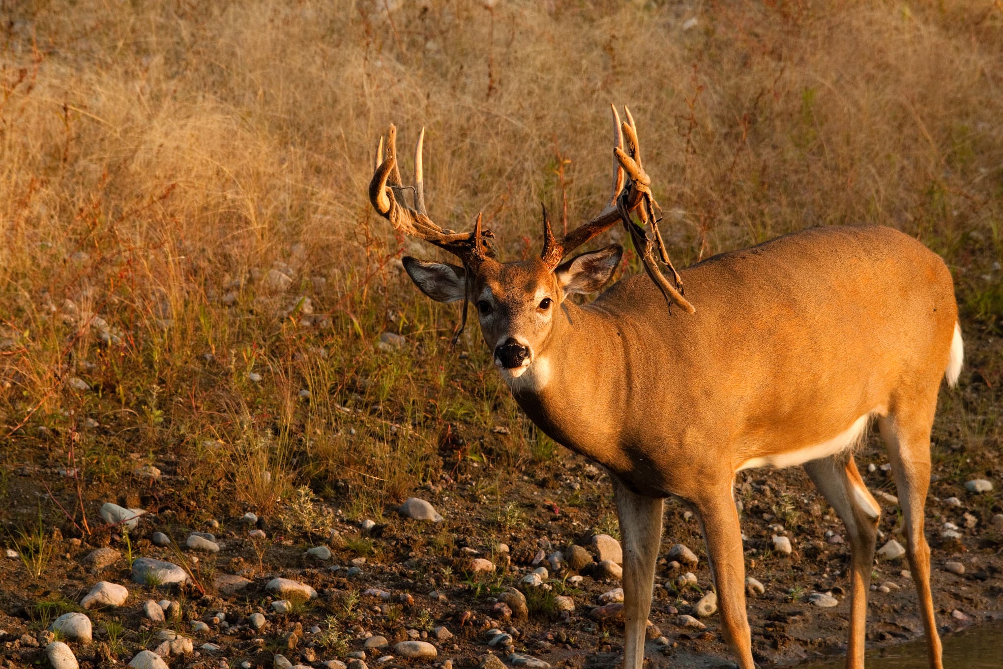 White-Tailed Deer Subspecies: A New Kind of Slam? | Mossy Oak Gamekeeper