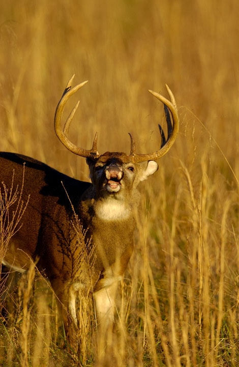 White-Tailed Deer Facts | Mossy Oak Gamekeeper