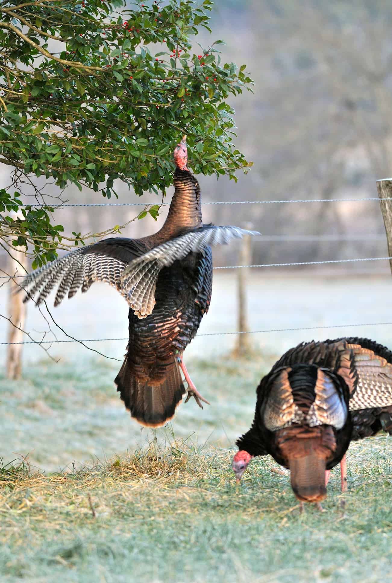 Winter Effects on Wild Turkeys | Mossy Oak Gamekeeper