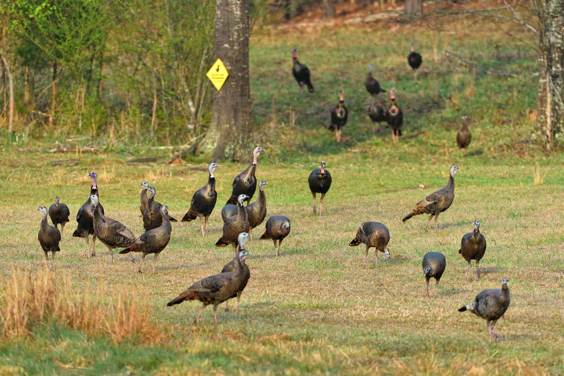 Winter Effects on Wild Turkeys | Mossy Oak Gamekeeper