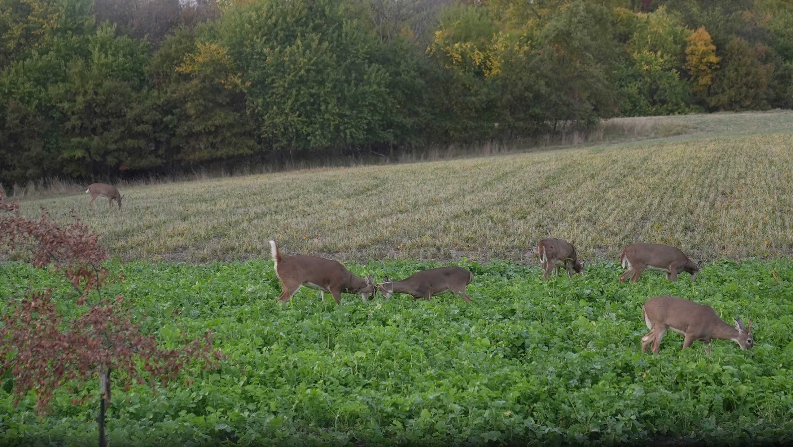 How Many food Plots Do I Need? | Mossy Oak Gamekeeper