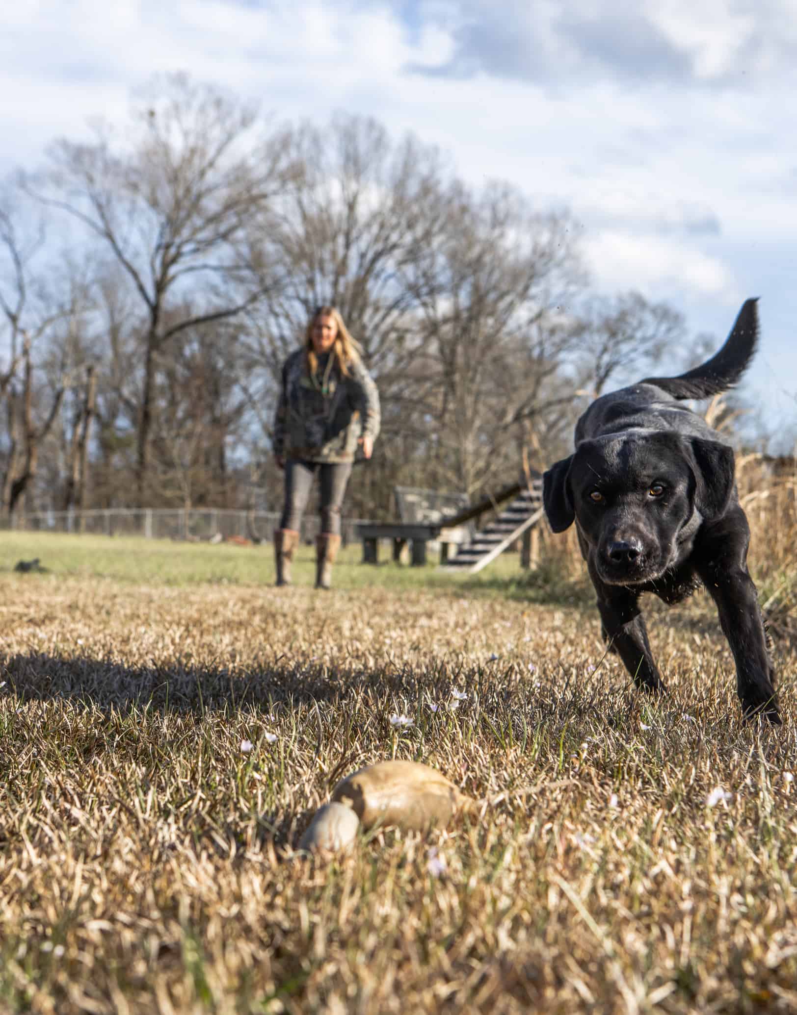 Training Your Pup to Work Past Barriers | Mossy Oak Gamekeeper