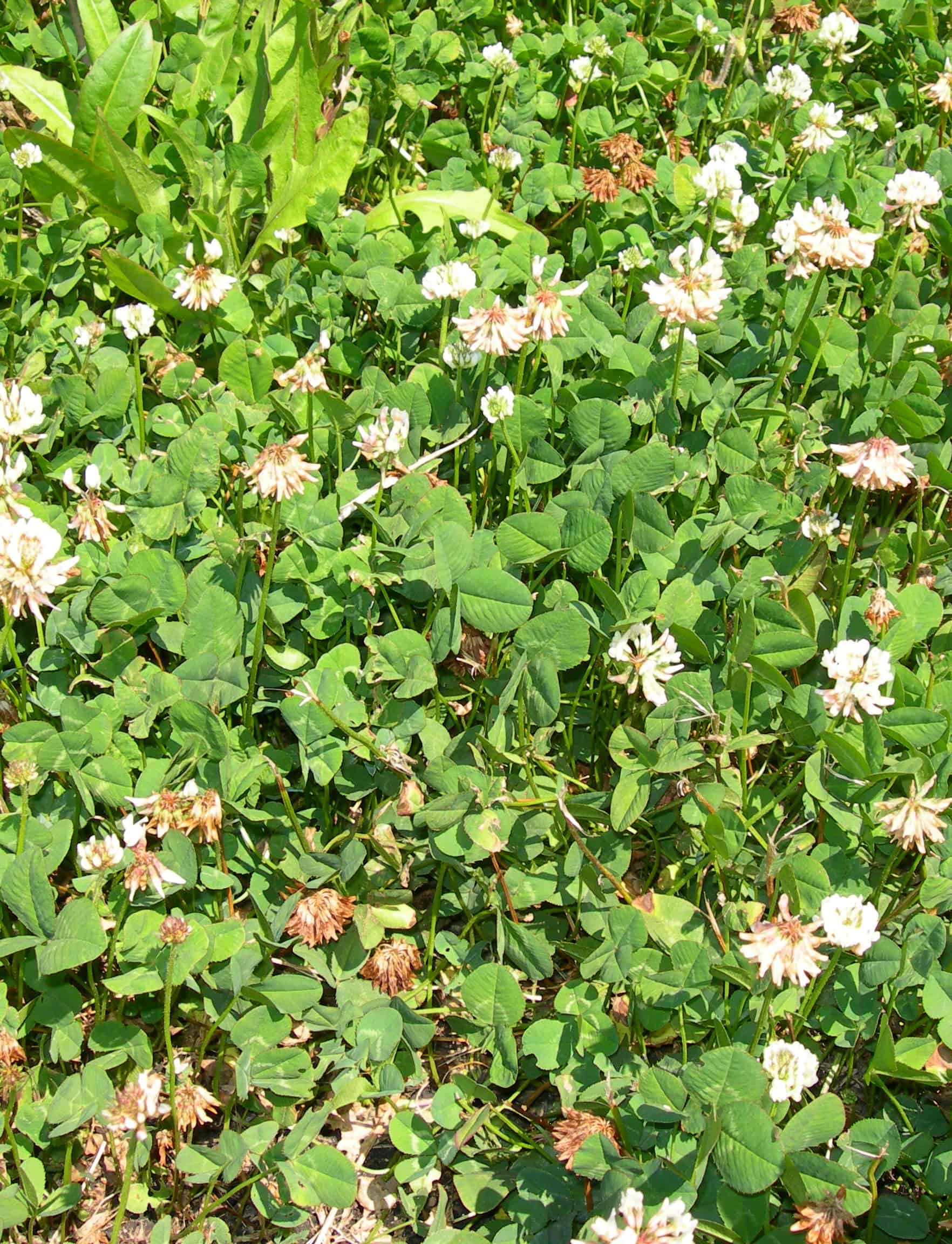 Planting a Successful Clover Food Plot | Mossy Oak Gamekeeper