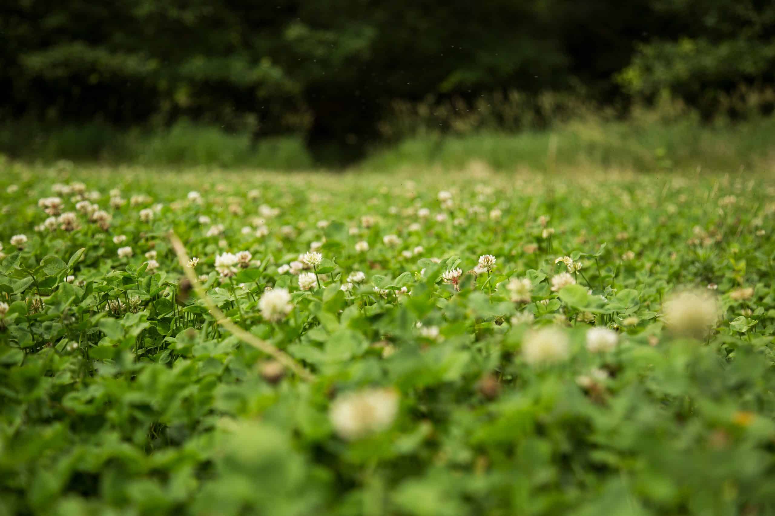 Planting a Successful Clover Food Plot | Mossy Oak Gamekeeper