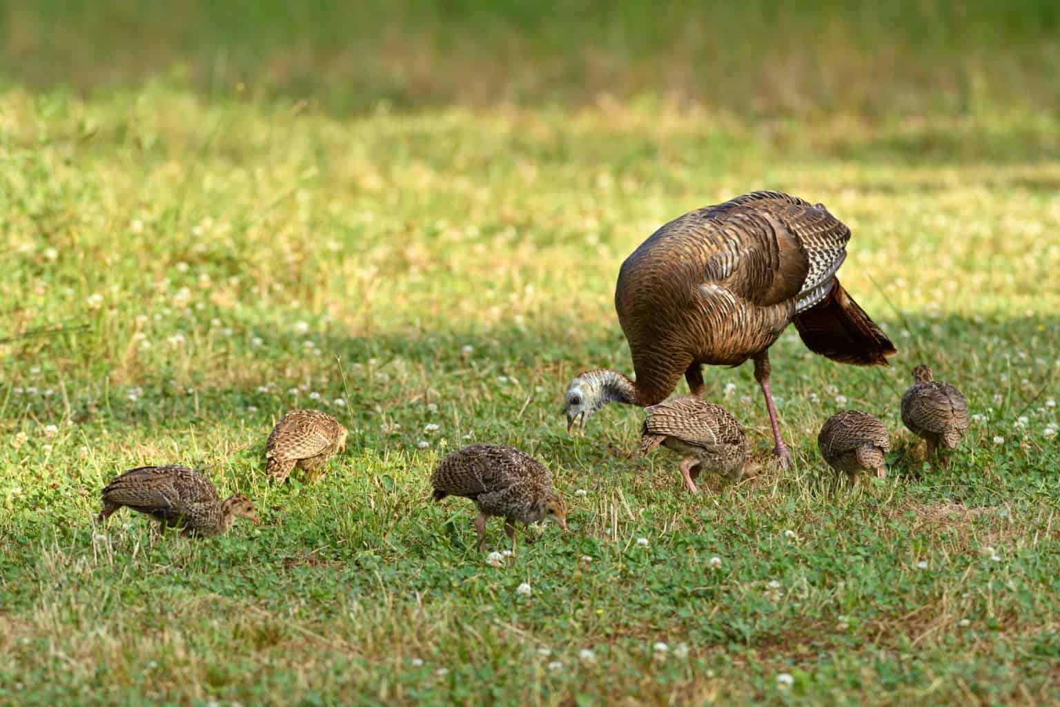 Planting a Successful Clover Food Plot | Mossy Oak Gamekeeper