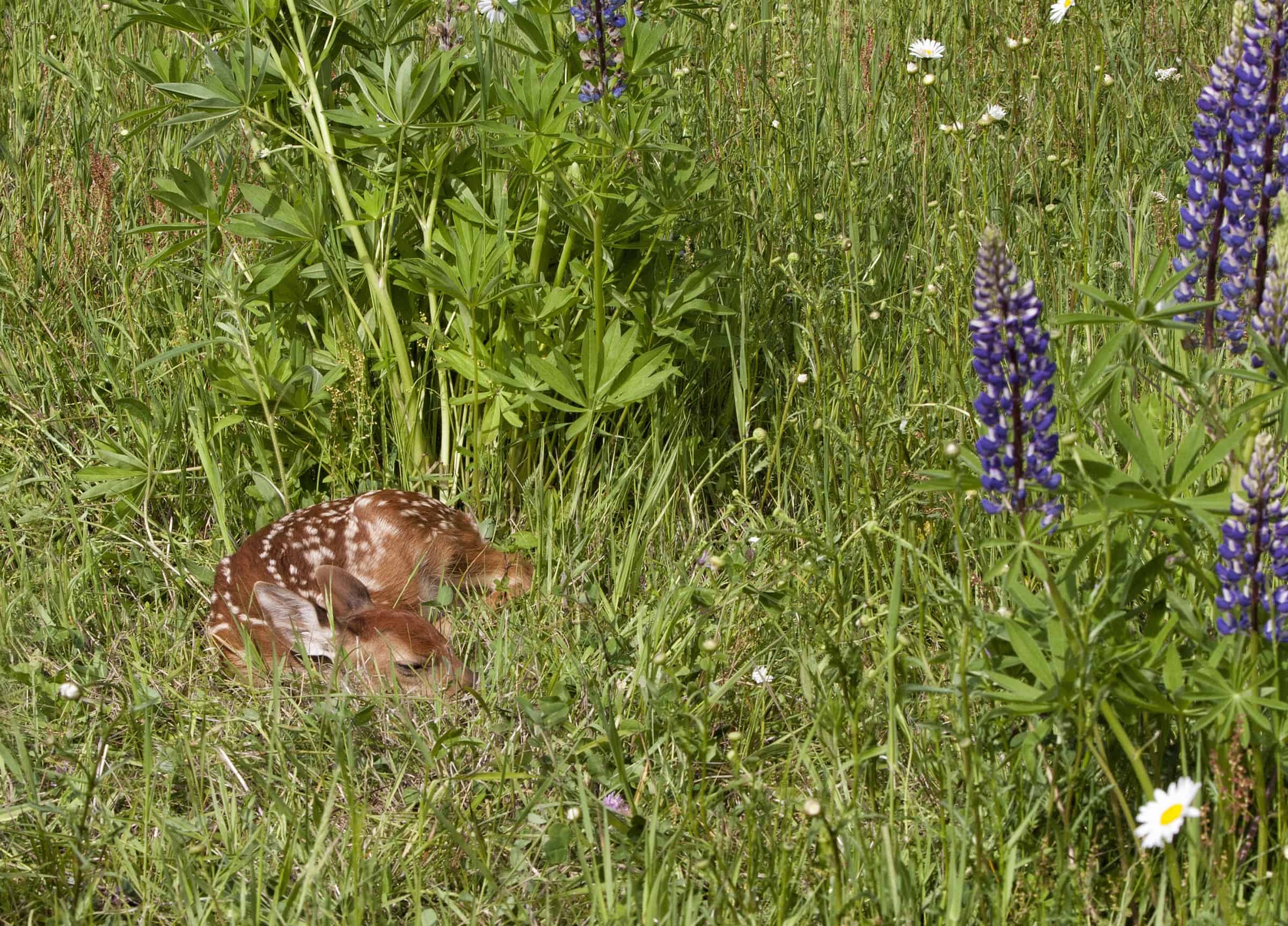6 Ways for Improving Fawn Recruitment | Mossy Oak Gamekeeper