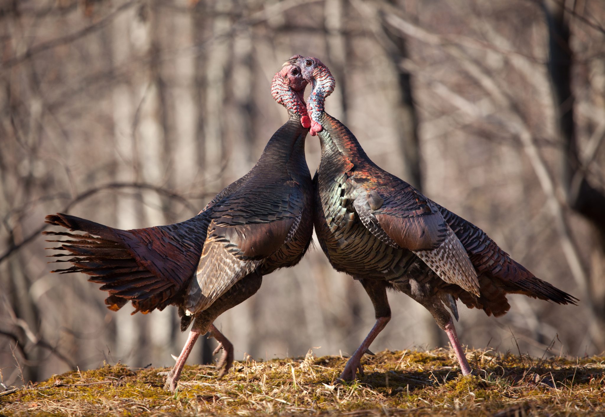 Wild Turkey Vocalizations | Mossy Oak Gamekeeper