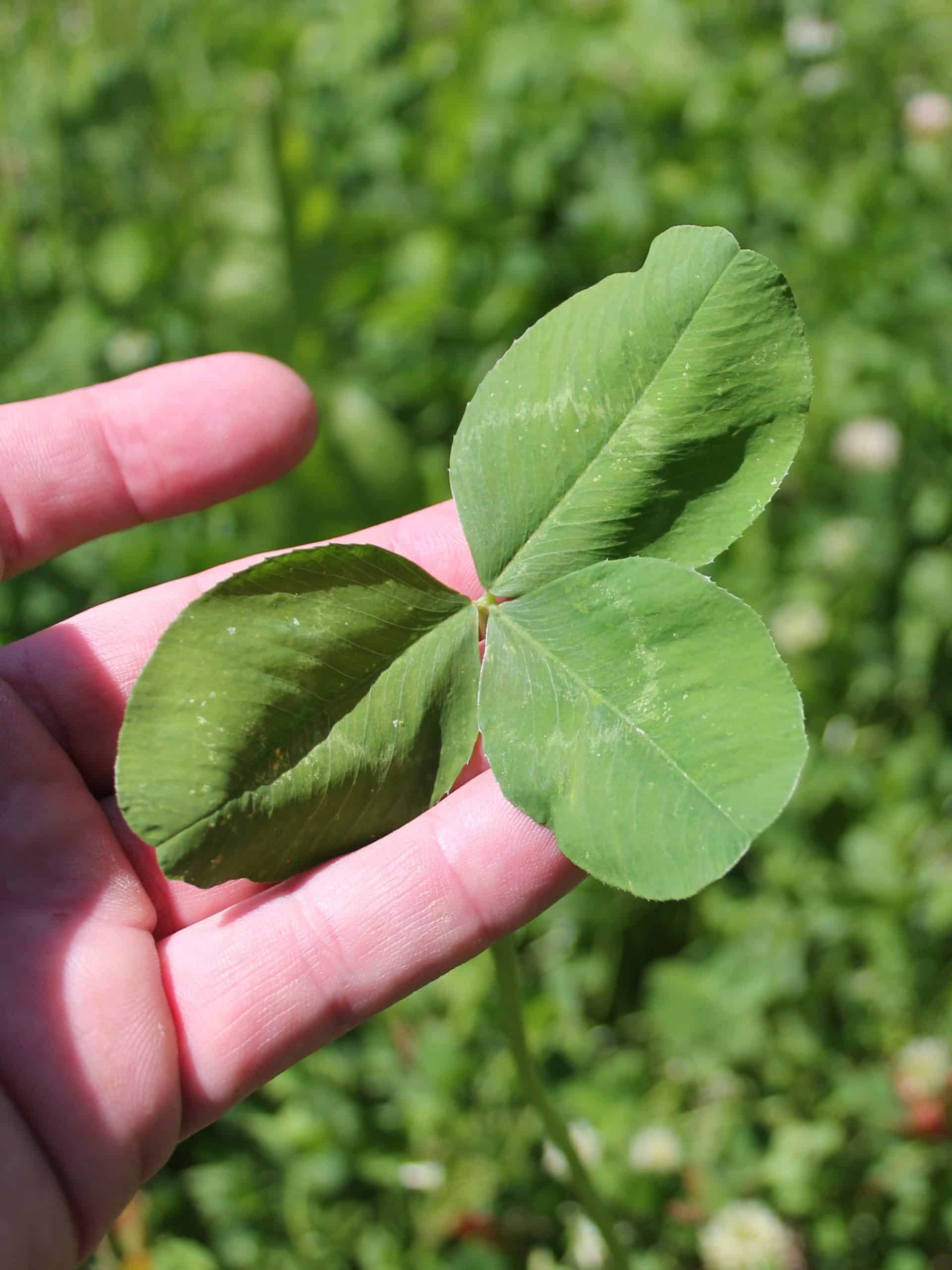 10 Reasons to Plant Clover Food Plots | Mossy Oak Gamekeeper