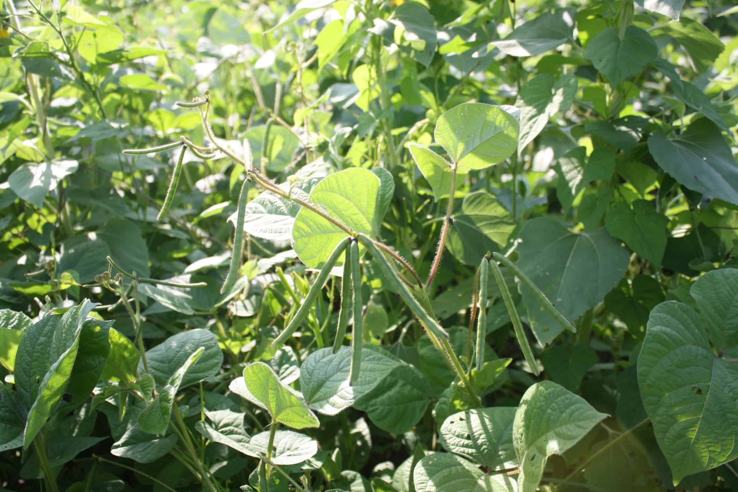 When to Plant Beans and Peas for Whitetail Deer? | Mossy Oak Gamekeeper