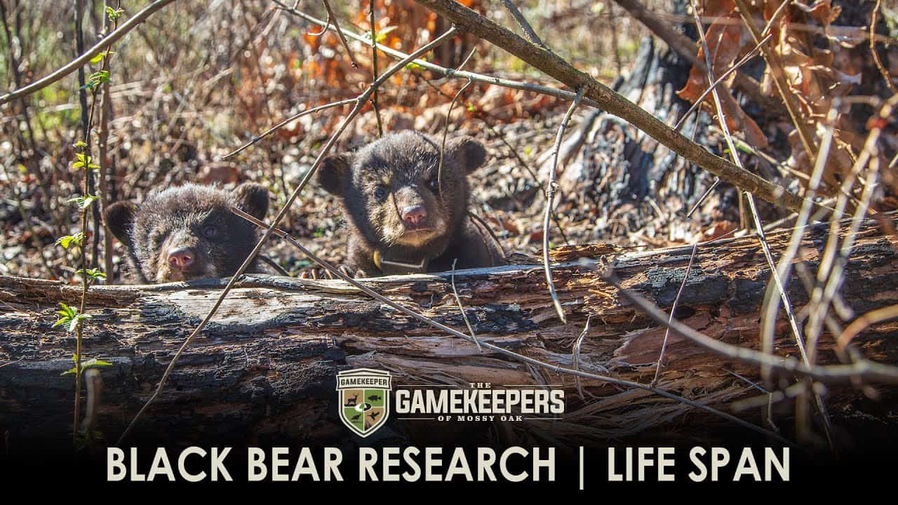 Black Bear Research | Life Span | Mossy Oak Gamekeeper
