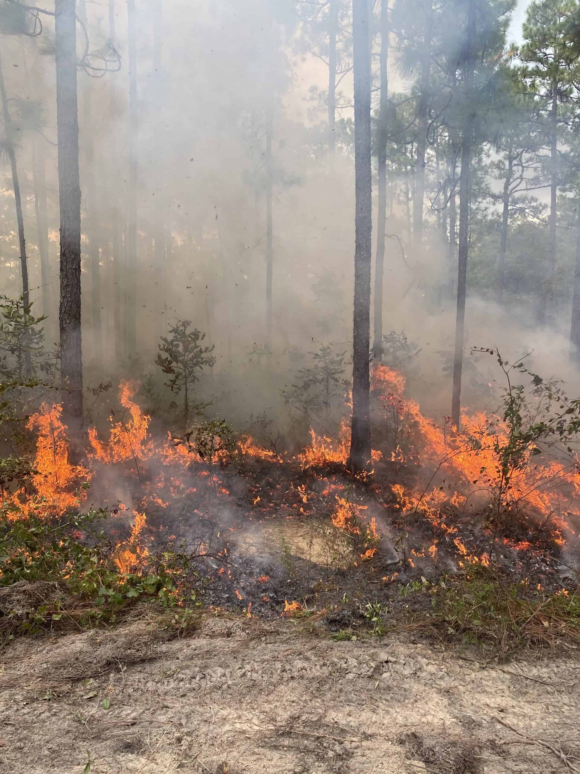 Late Season Prescribed Burns | Mossy Oak Gamekeeper