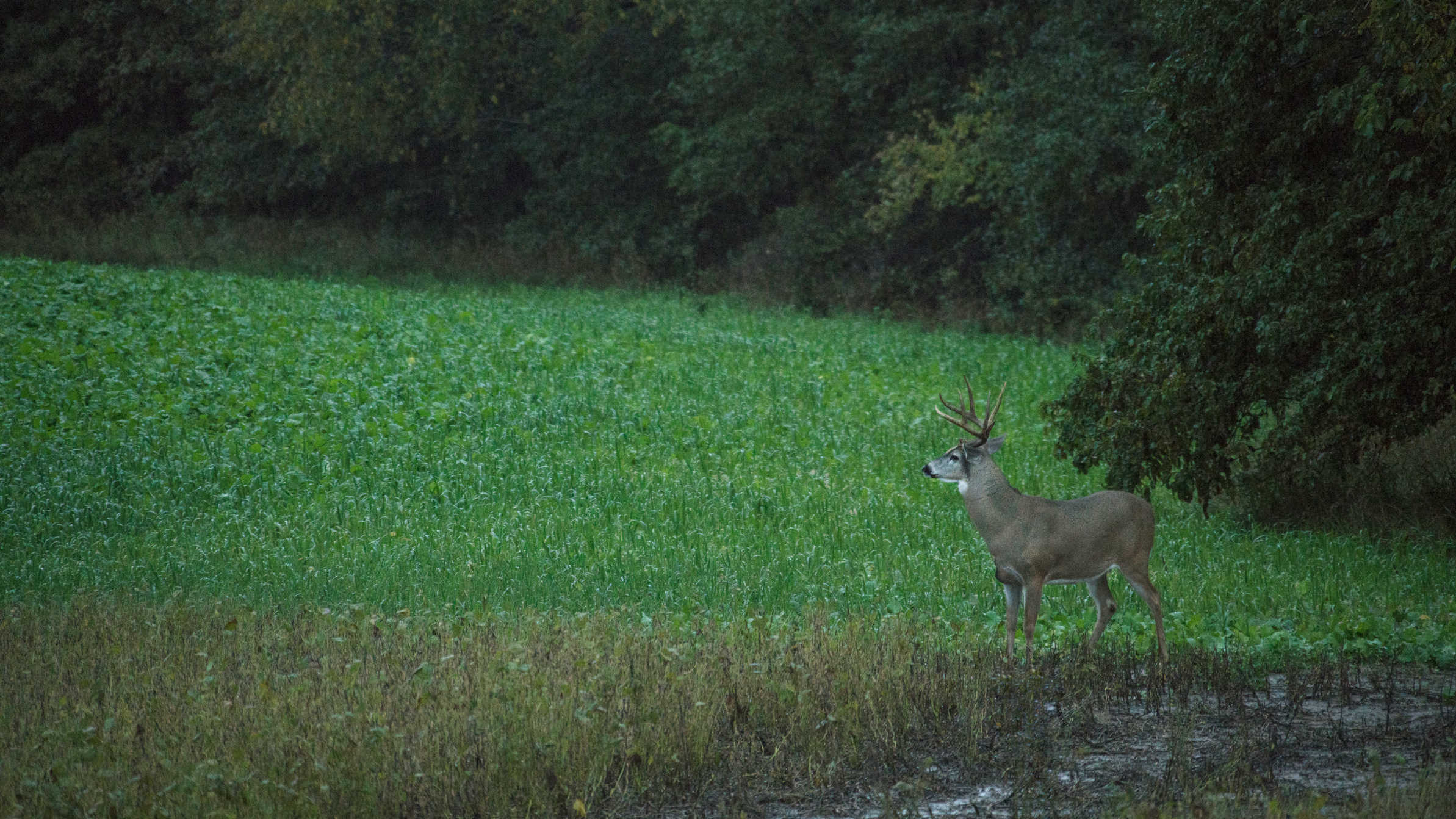 The Perfect Fall Food Plot Mix | Mossy Oak Gamekeeper