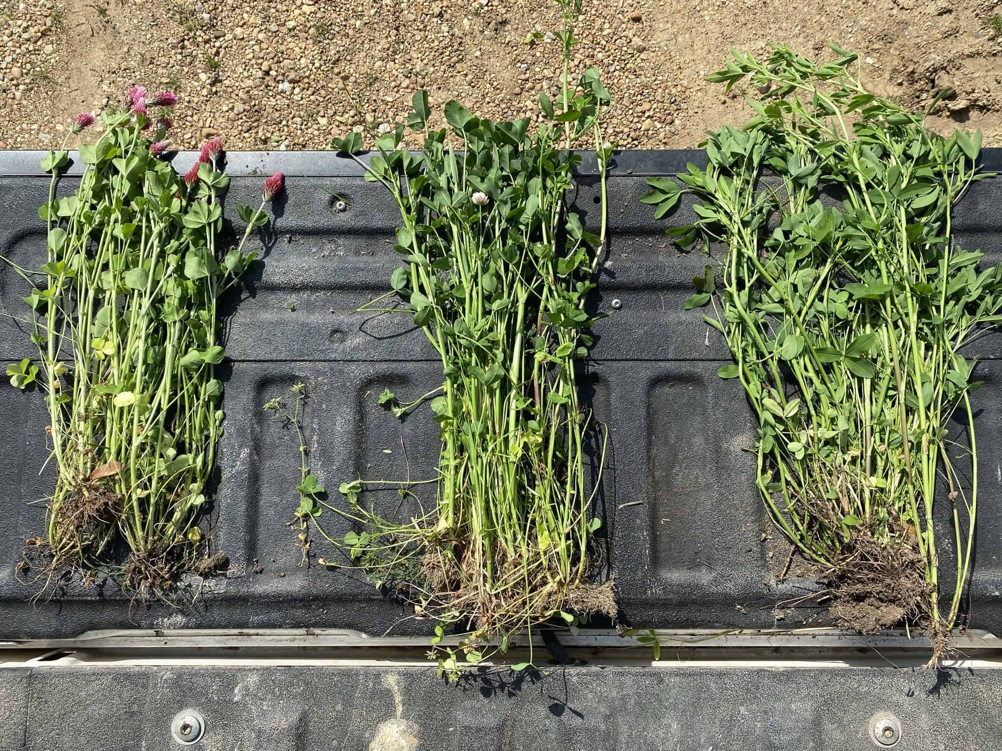 The Perfect Fall Food Plot Mix | Mossy Oak Gamekeeper