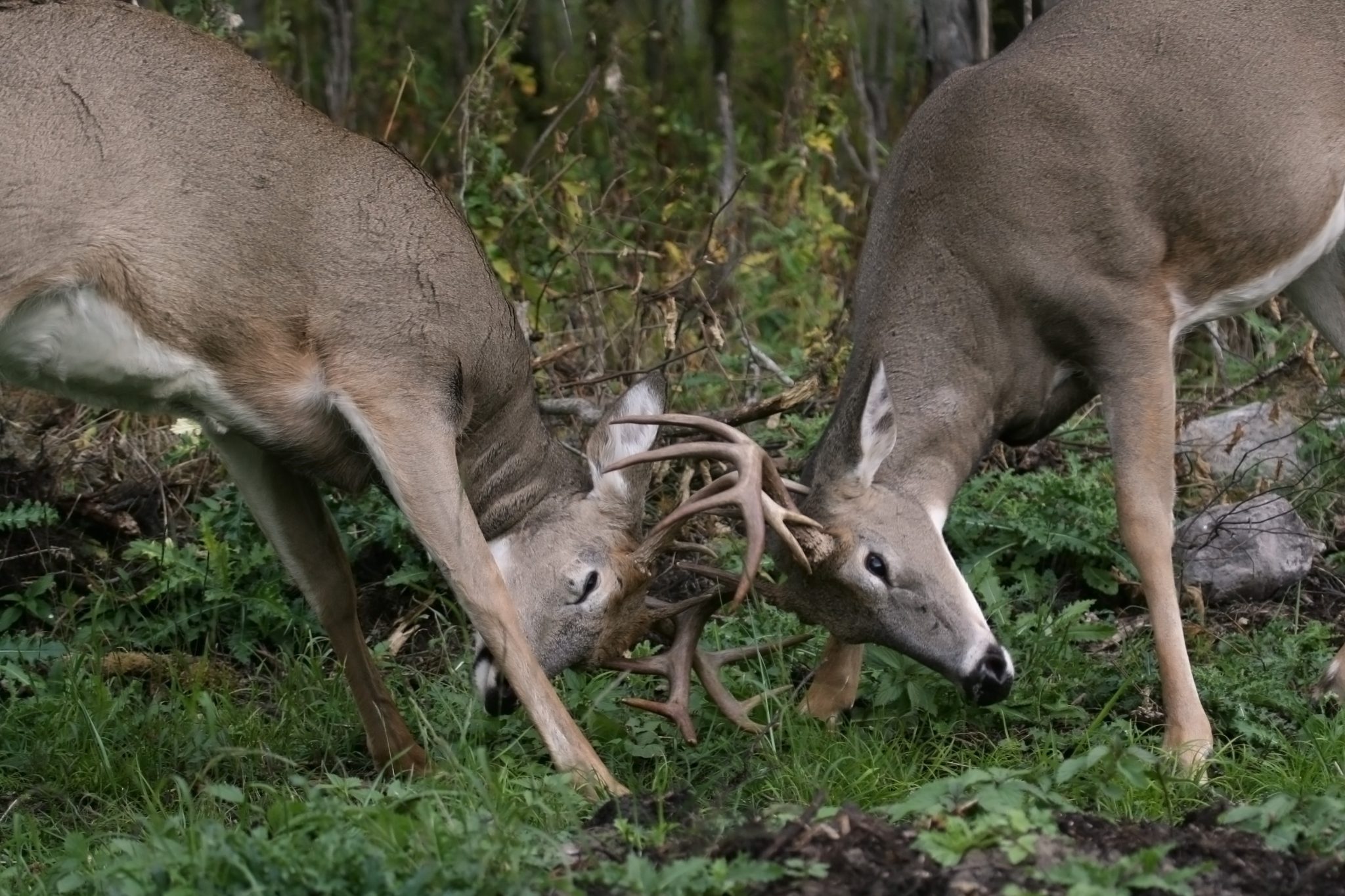 The Whitetails’ Social Structure | Mossy Oak Gamekeeper