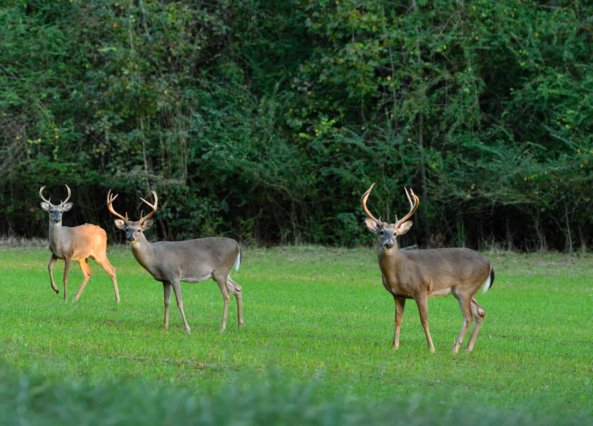 Setting Your Buck Harvest Criteria | Mossy Oak Gamekeeper