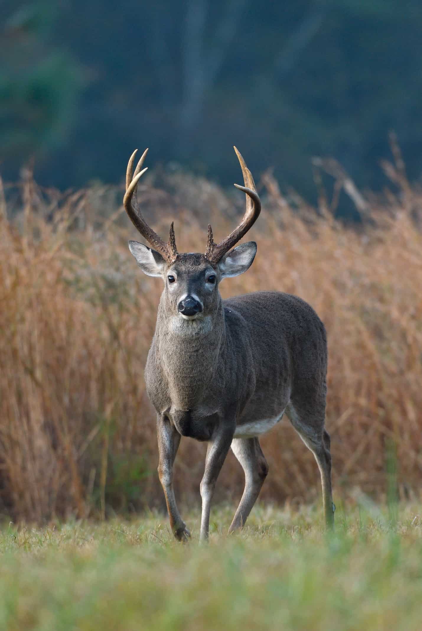 Setting Your Buck Harvest Criteria | Mossy Oak Gamekeeper