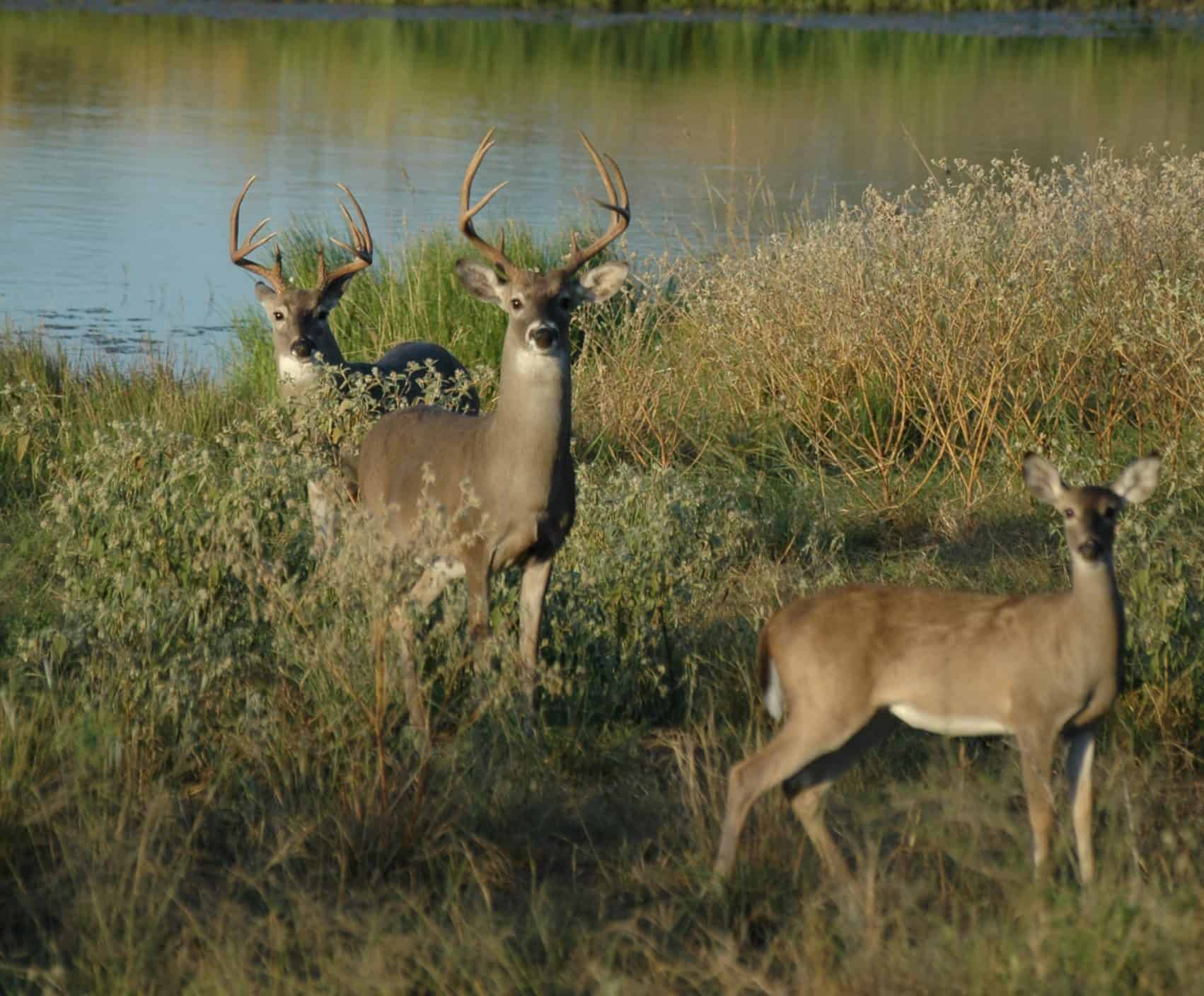 Timing the Whitetail Rut | Mossy Oak Gamekeeper