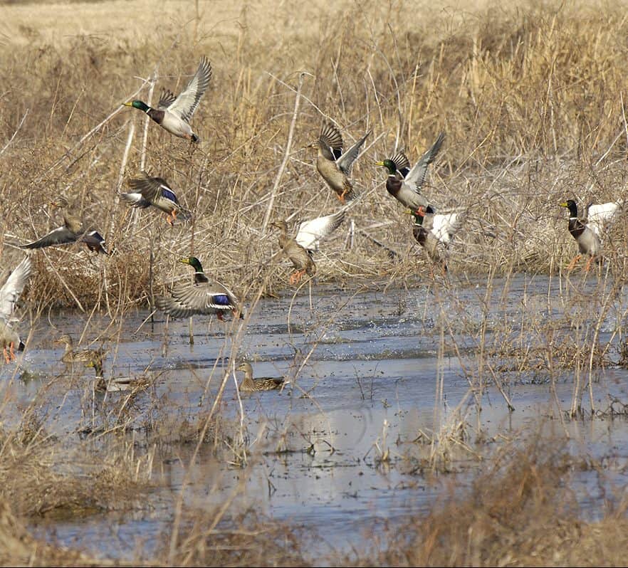 Managing Duck Impoundments | Mossy Oak Gamekeeper