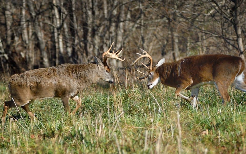 Timing the Whitetail Rut | Mossy Oak Gamekeeper